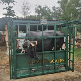 Heavy-Duty Cow Weighing Scale in Kenya - Cattle Platform Scale
